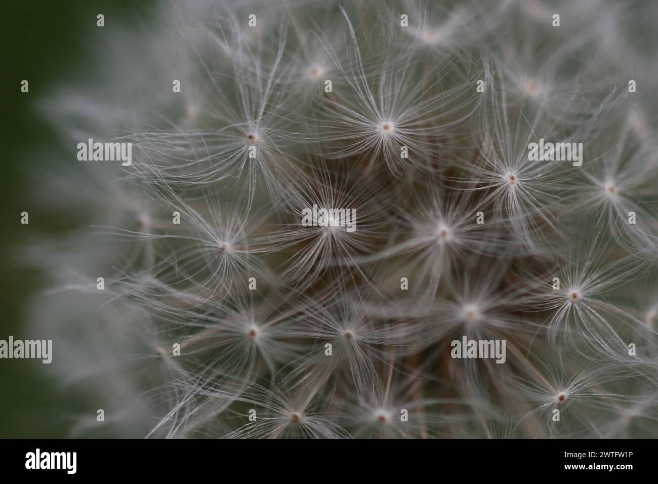 Closeup of Color Image of Fuzzy Dandelion Head with Star Shaped Growths ...
