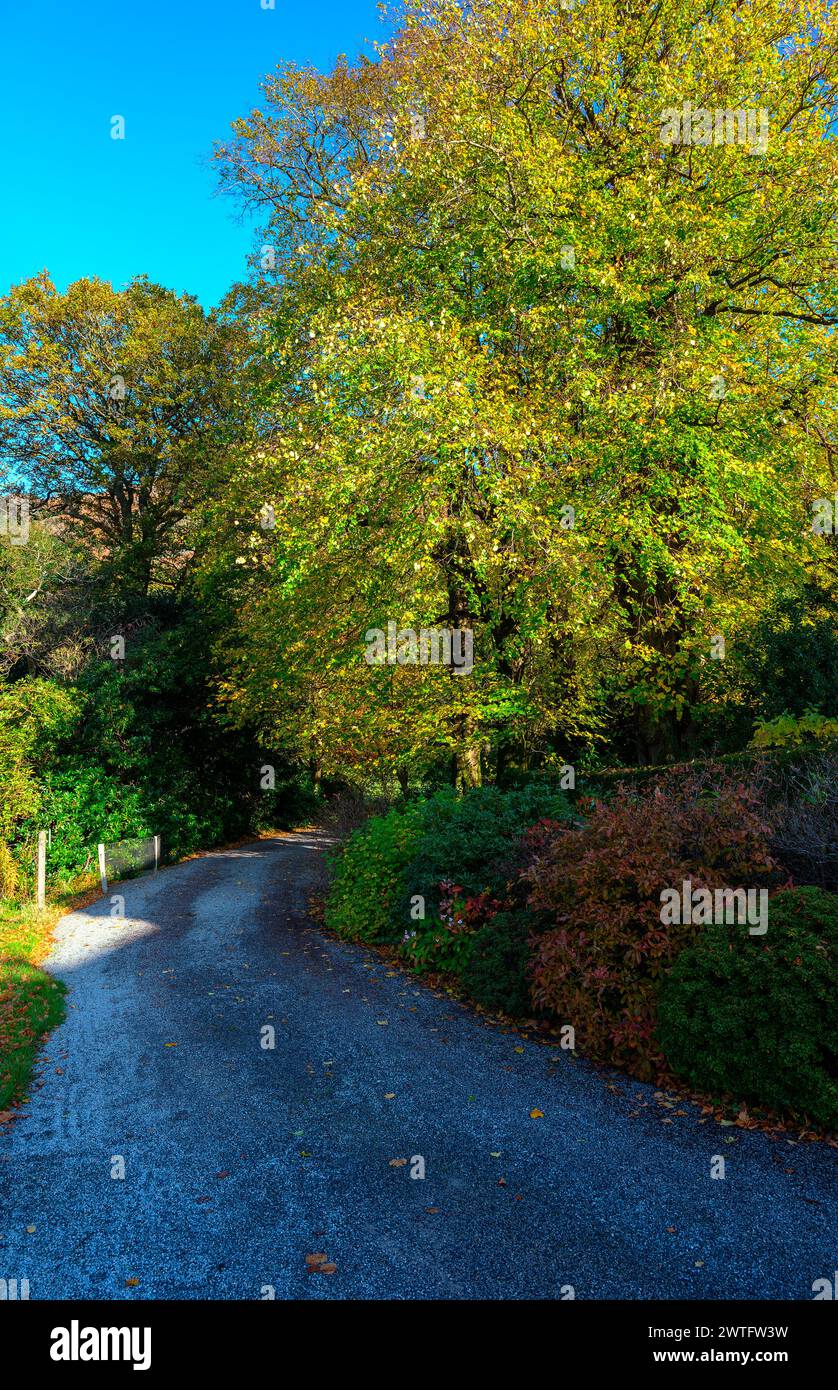 Tree lined pathway leading towards Mirehouse Stock Photo - Alamy