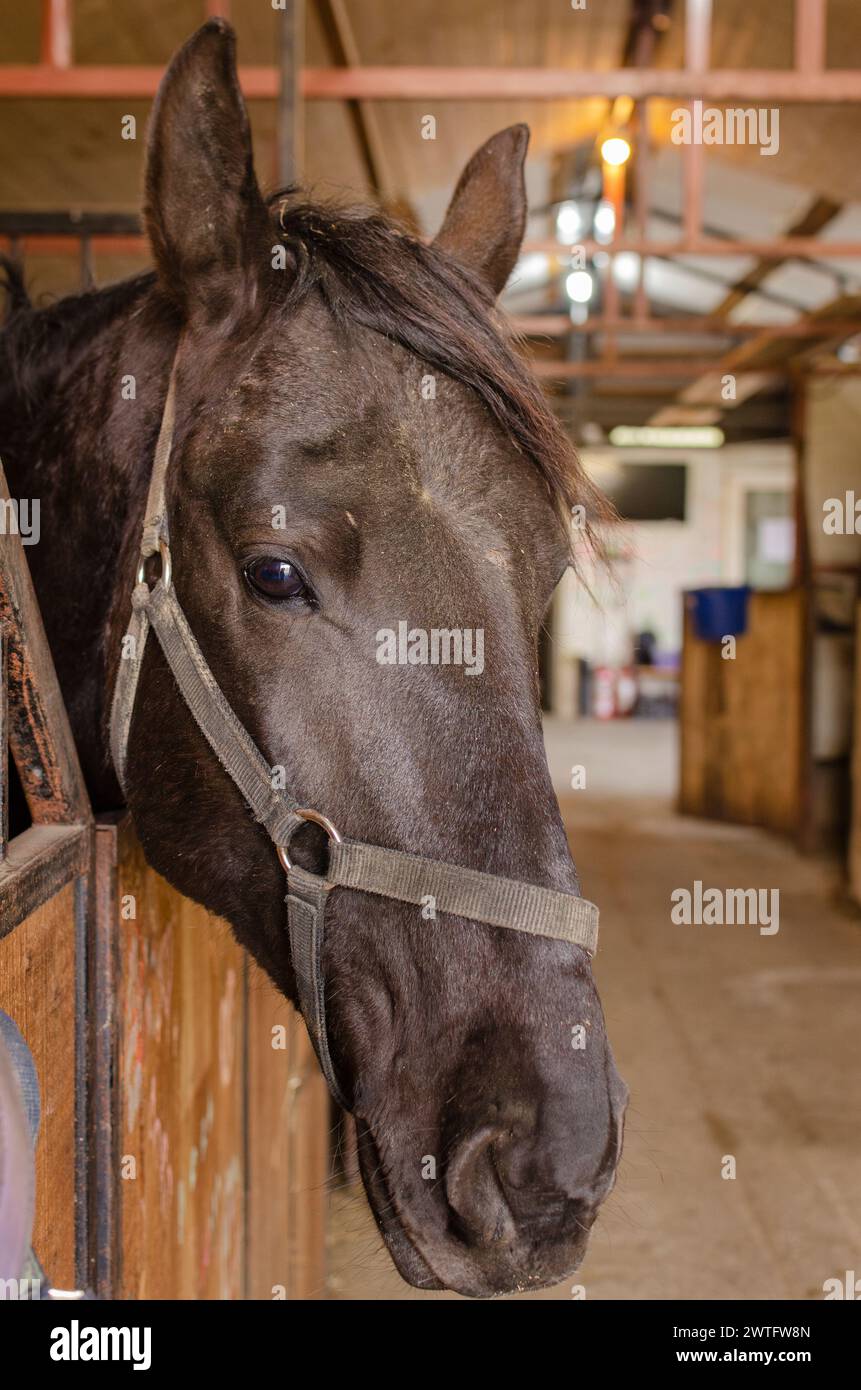 horse portrait, headshot, in the stable, various poses Stock Photo - Alamy