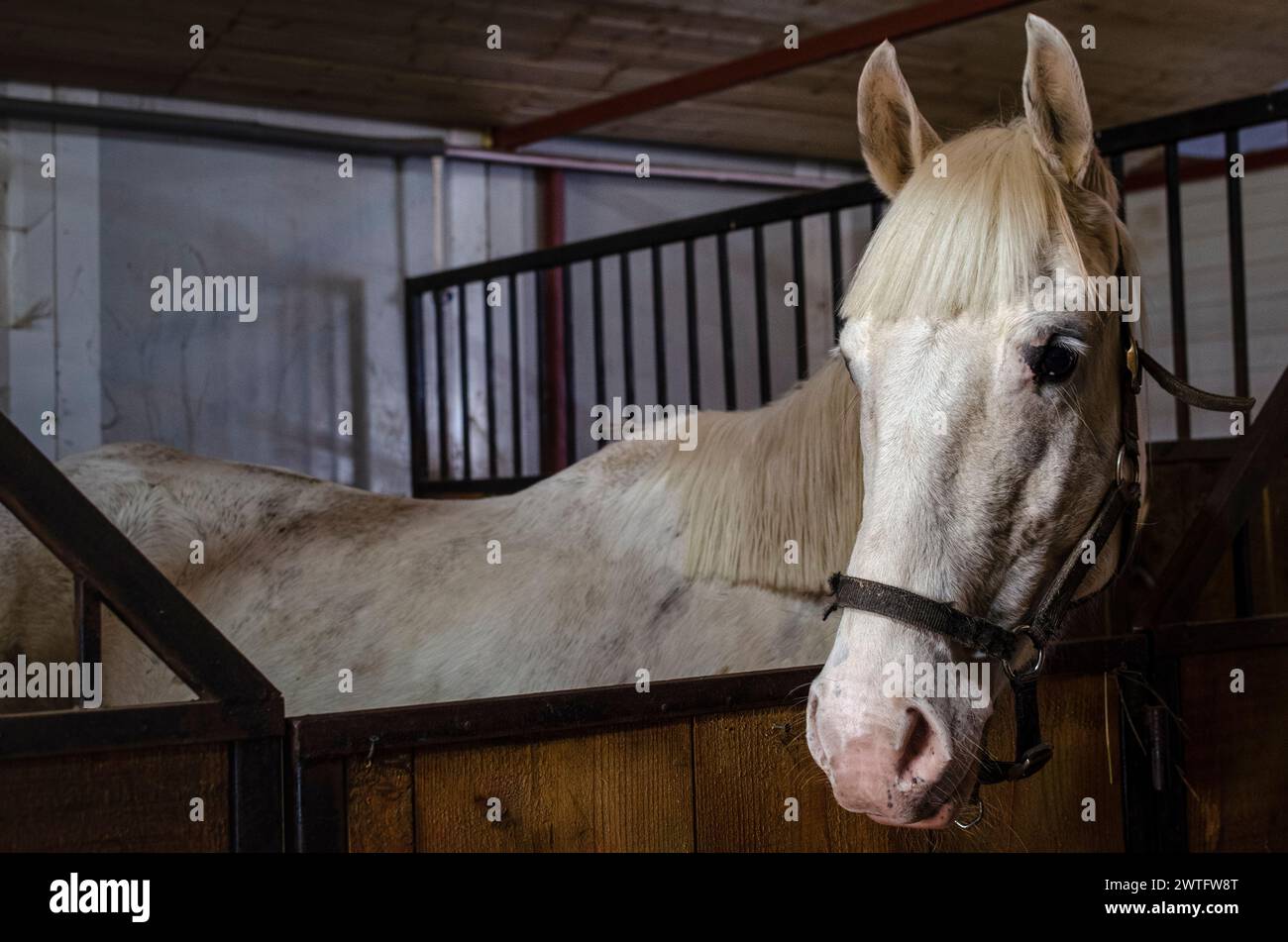 Various natural poses hi-res stock photography and images - Alamy