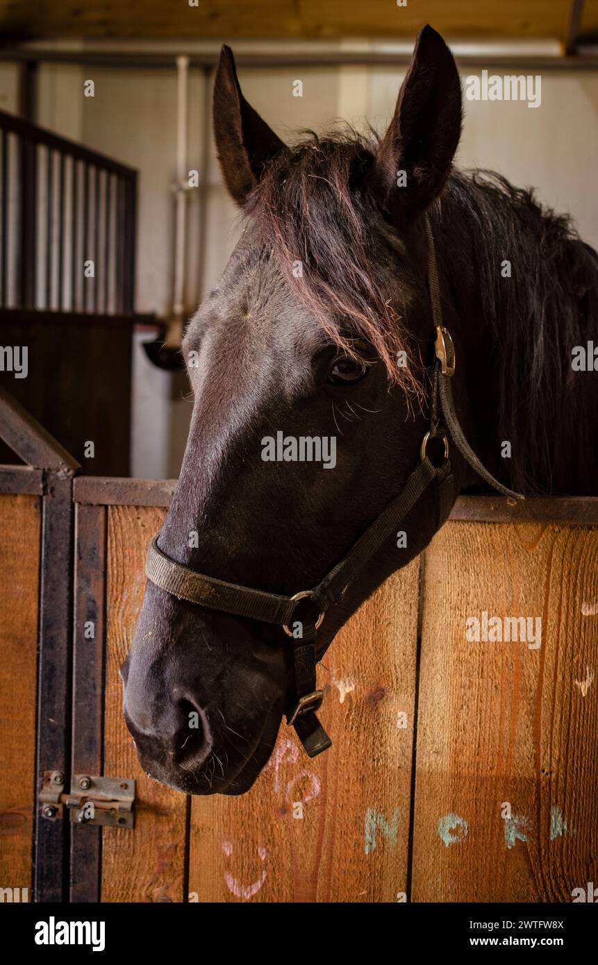 horse portrait, headshot, in the stable, various poses Stock Photo - Alamy