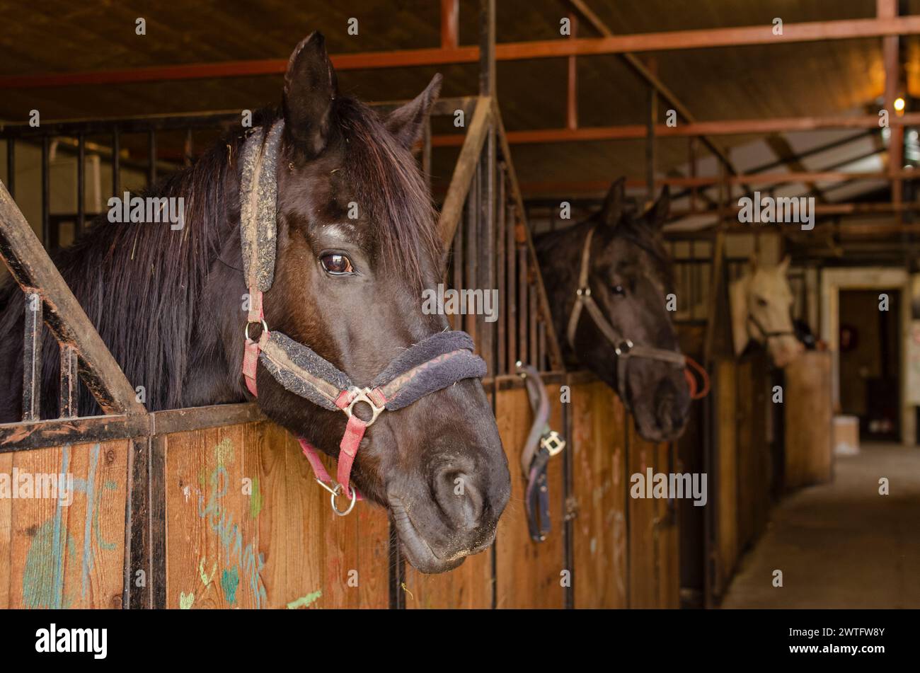 Various natural poses hi-res stock photography and images - Alamy