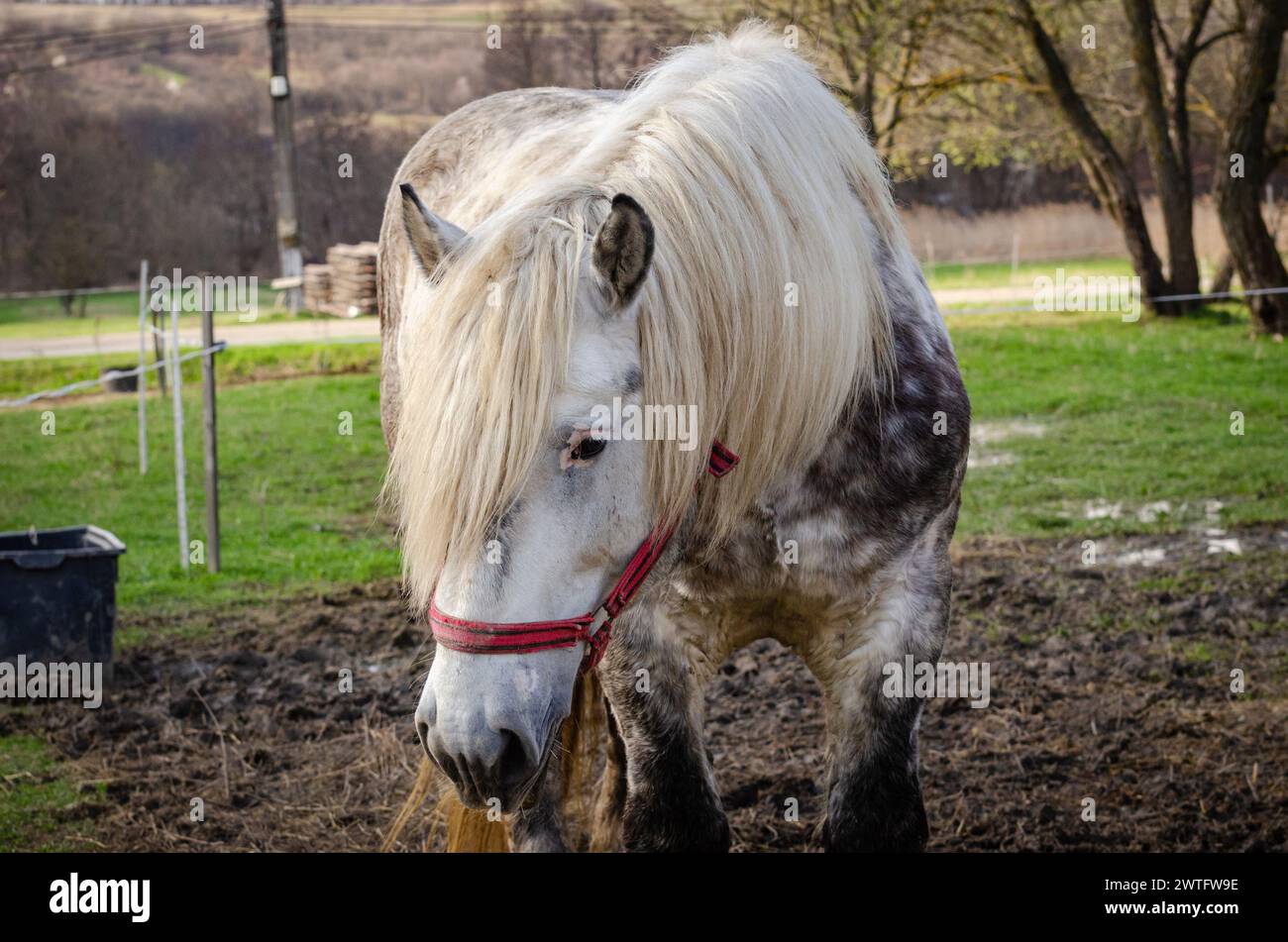 white draft horse in the yard on a spring day Stock Photo - Alamy