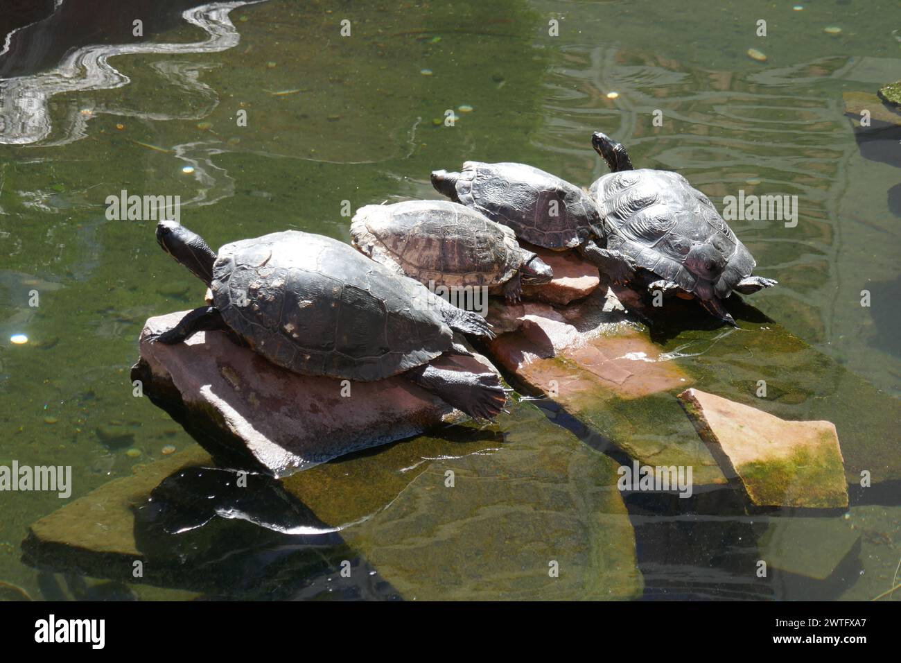 Las Vegas, Nevada, USA 8th March 2024 Water Turtles in Wildlife Habitat ...