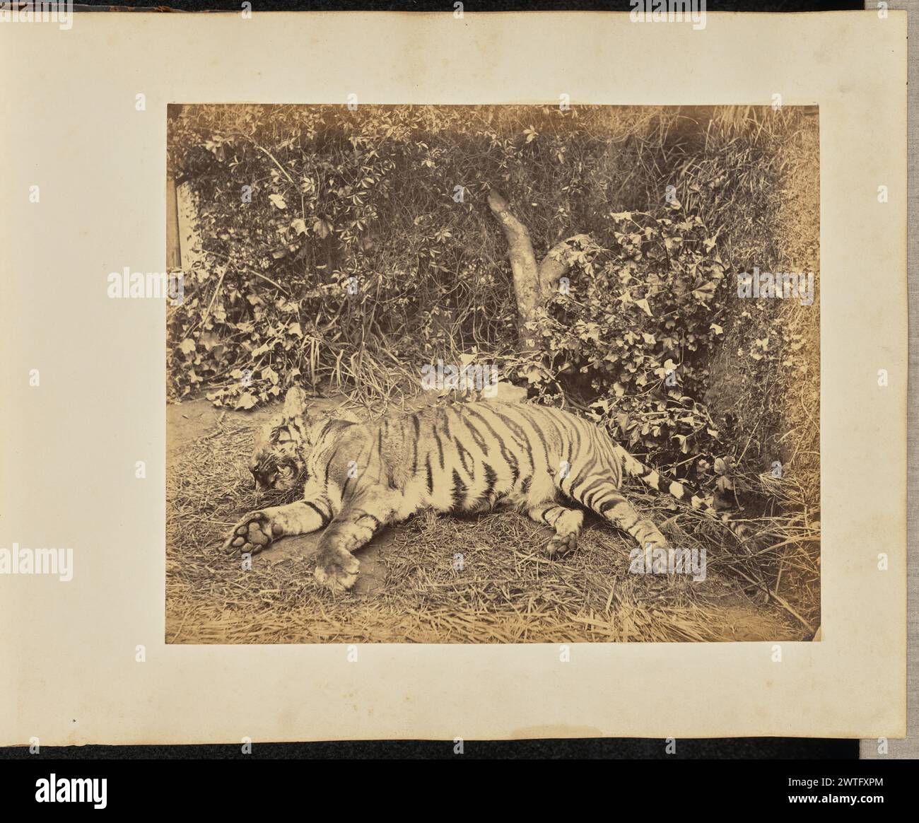 Tiger carcass, India. A.T.W. Penn, photographer (British, 1849 - 1924 ...