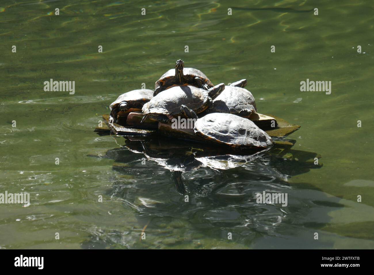 Las Vegas, Nevada, USA 8th March 2024 Water Turtles in Wildlife Habitat ...