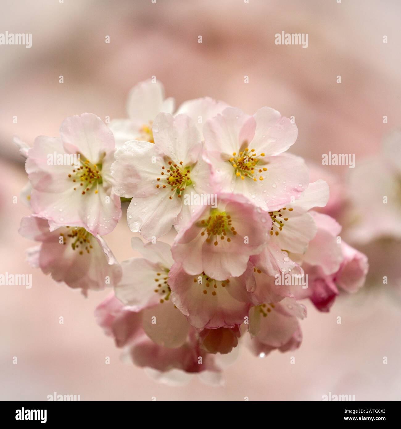Spring Cherry Blossom Stock Photo - Alamy