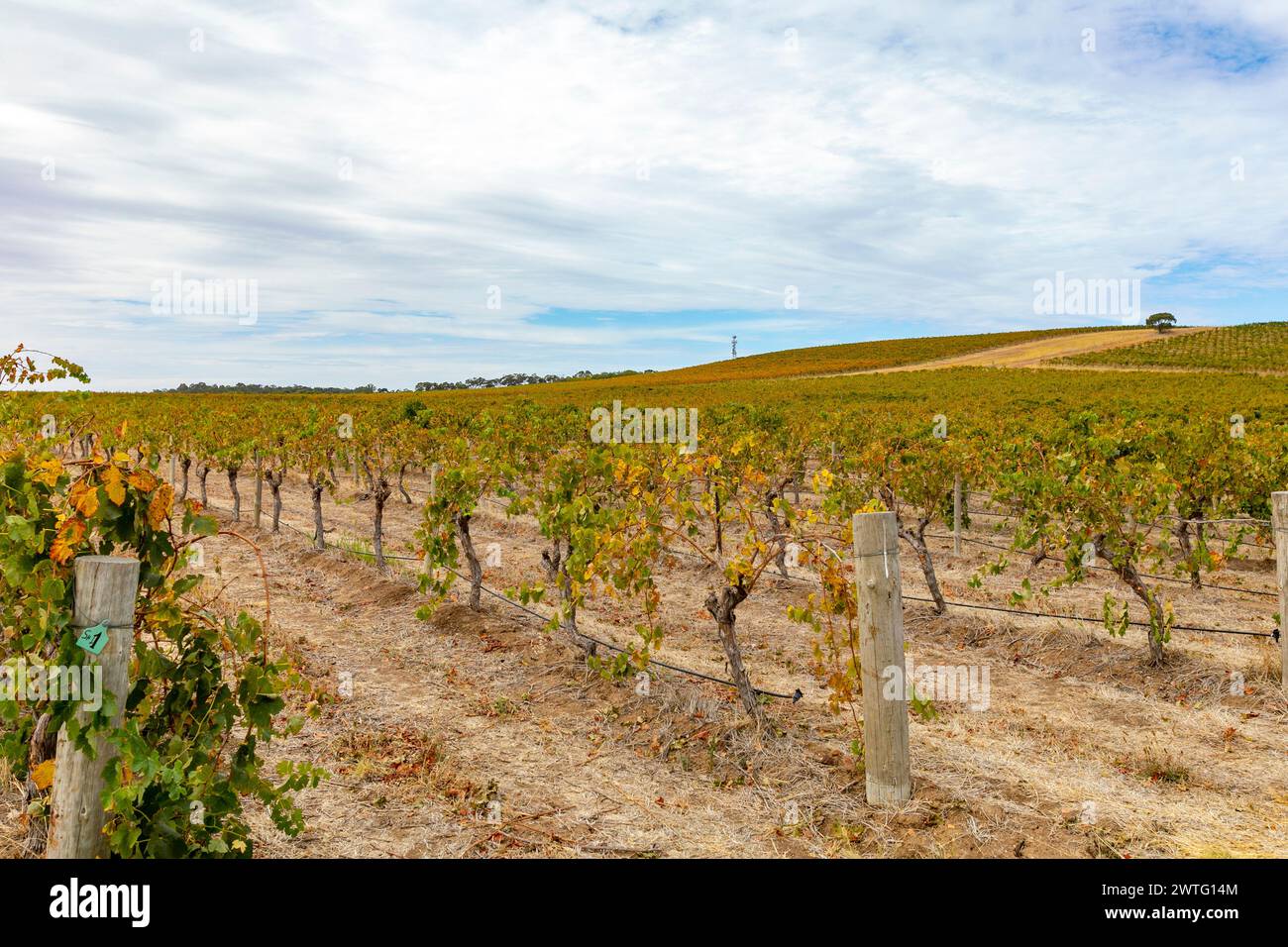 Oldest vineyards australia hi-res stock photography and images - Alamy