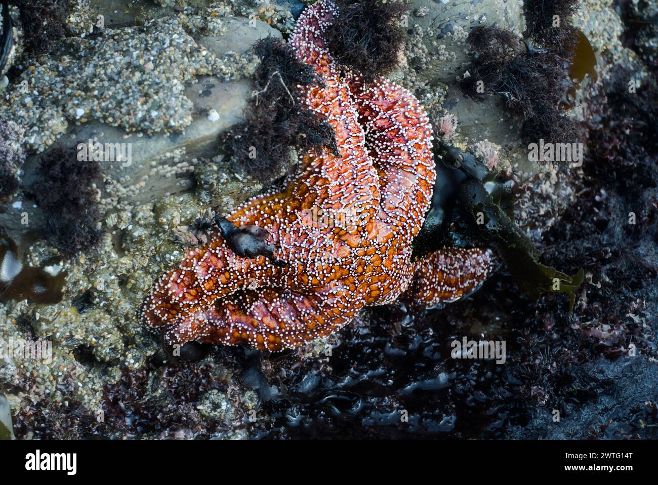 Close up seashells starfish hi-res stock photography and images - Alamy