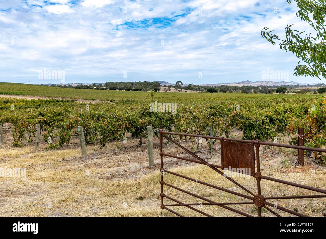 Vineyards in the Barossa Valley South Australia renowned for big shiraz ...
