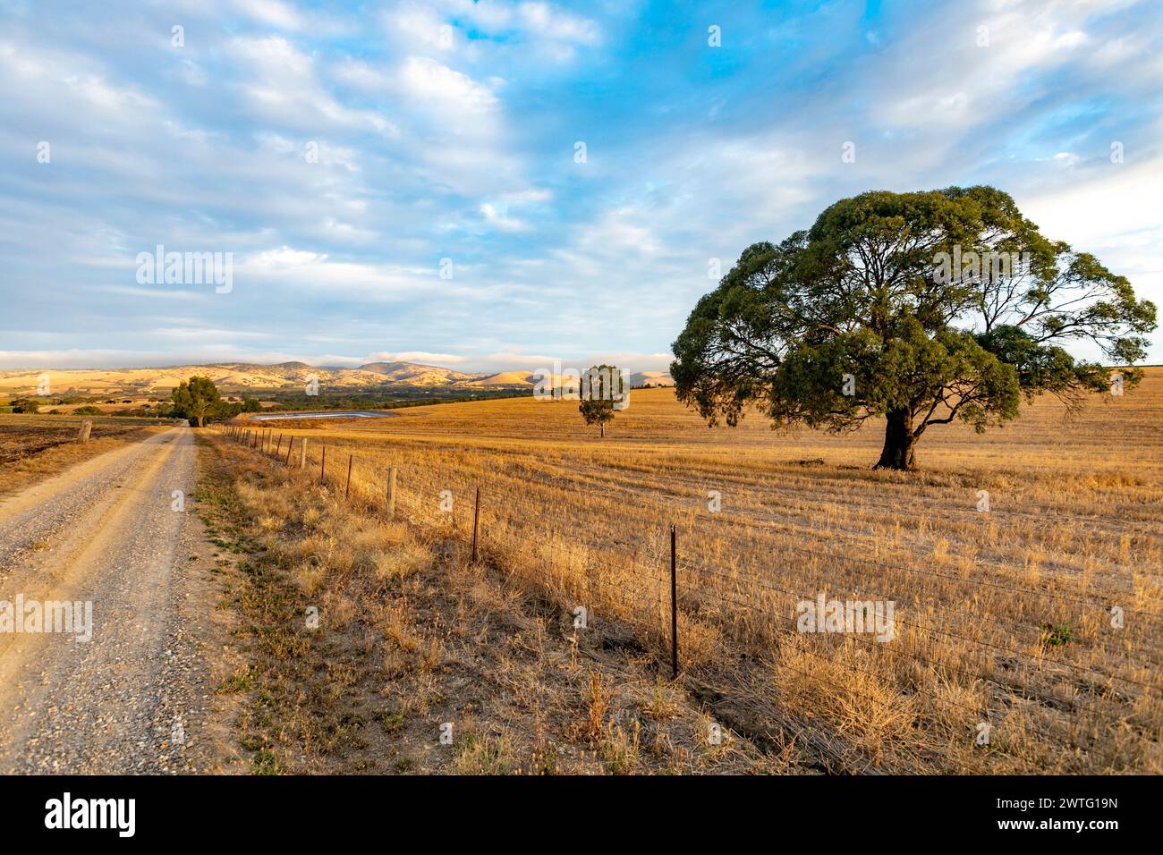South Australian landscape, dry wheat fields in the Barossa Valley near ...