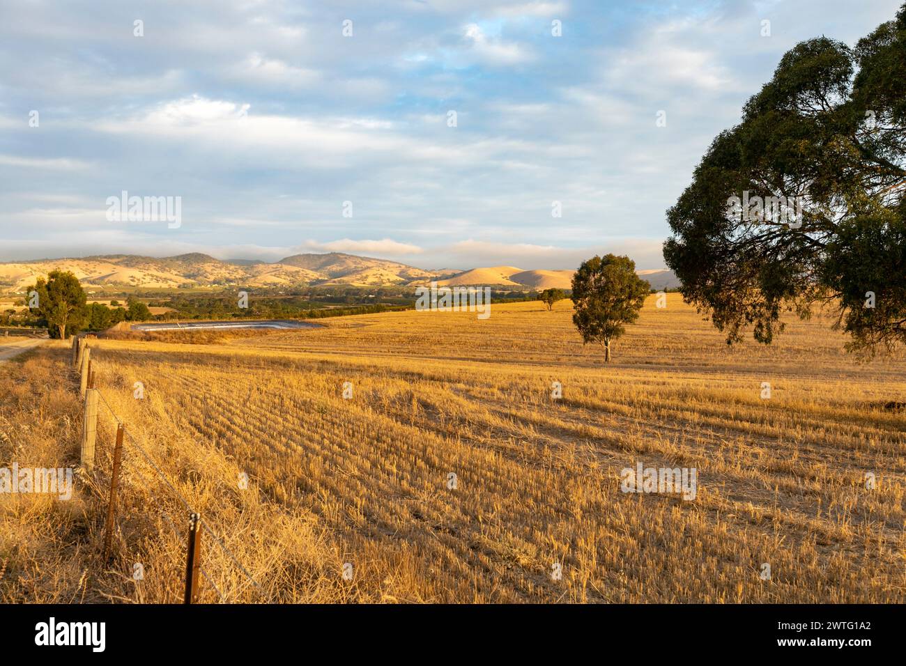 South Australian landscape, dry wheat fields in the Barossa Valley near ...