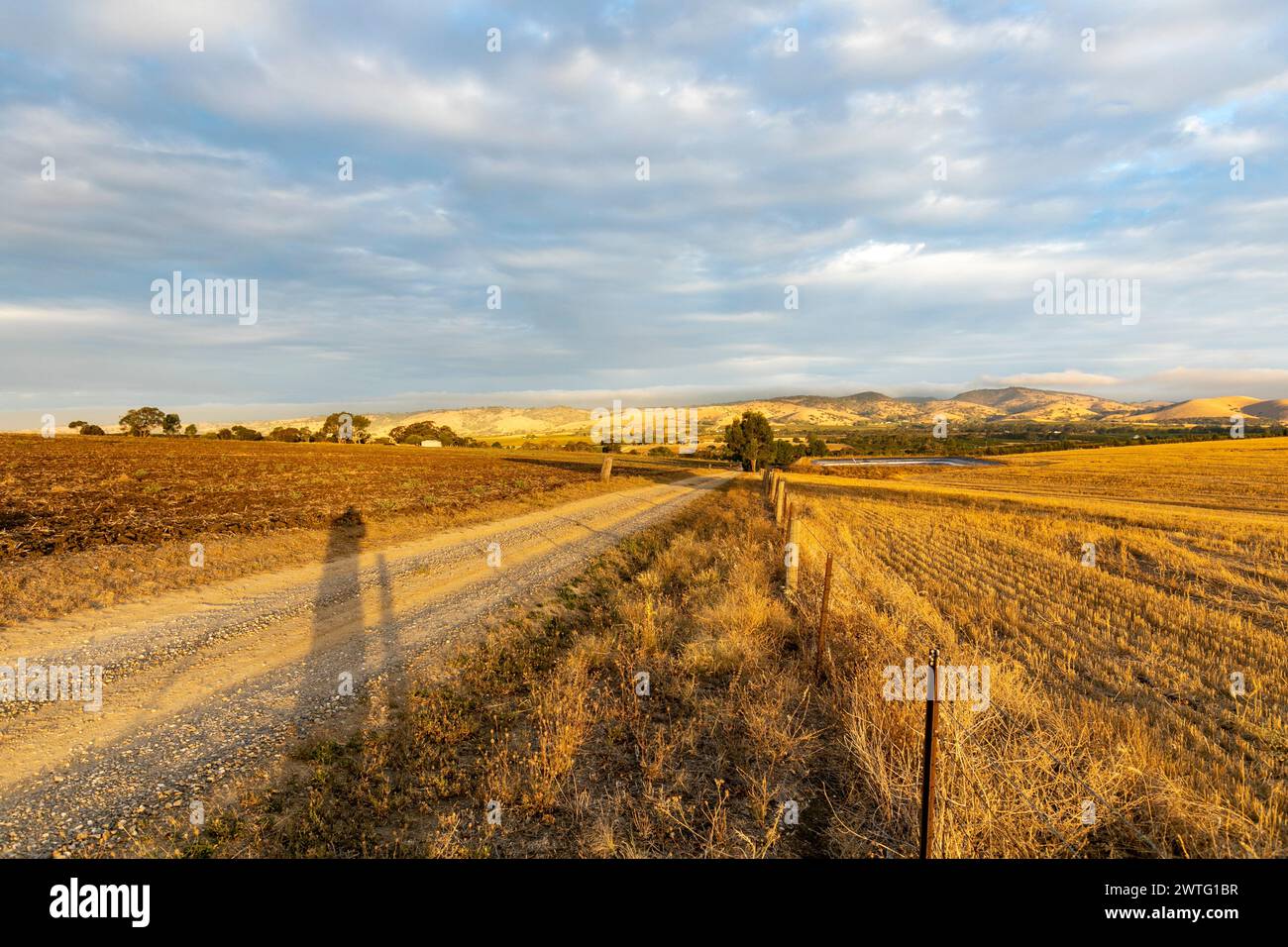 South Australian landscape, dry wheat fields in the Barossa Valley near ...