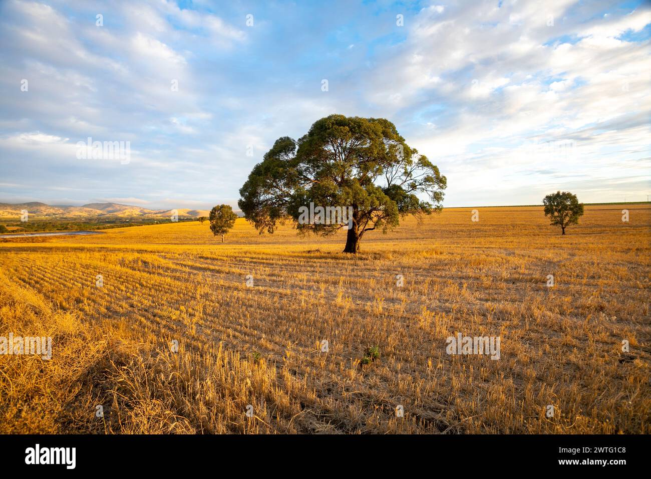 South Australian landscape, dry wheat fields in the Barossa Valley near ...