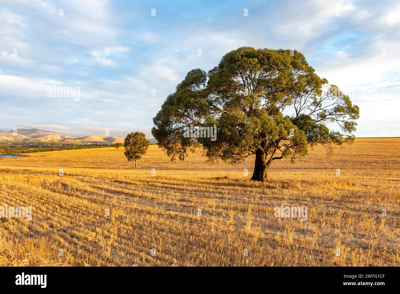 South Australian landscape, dry wheat fields in the Barossa Valley near ...