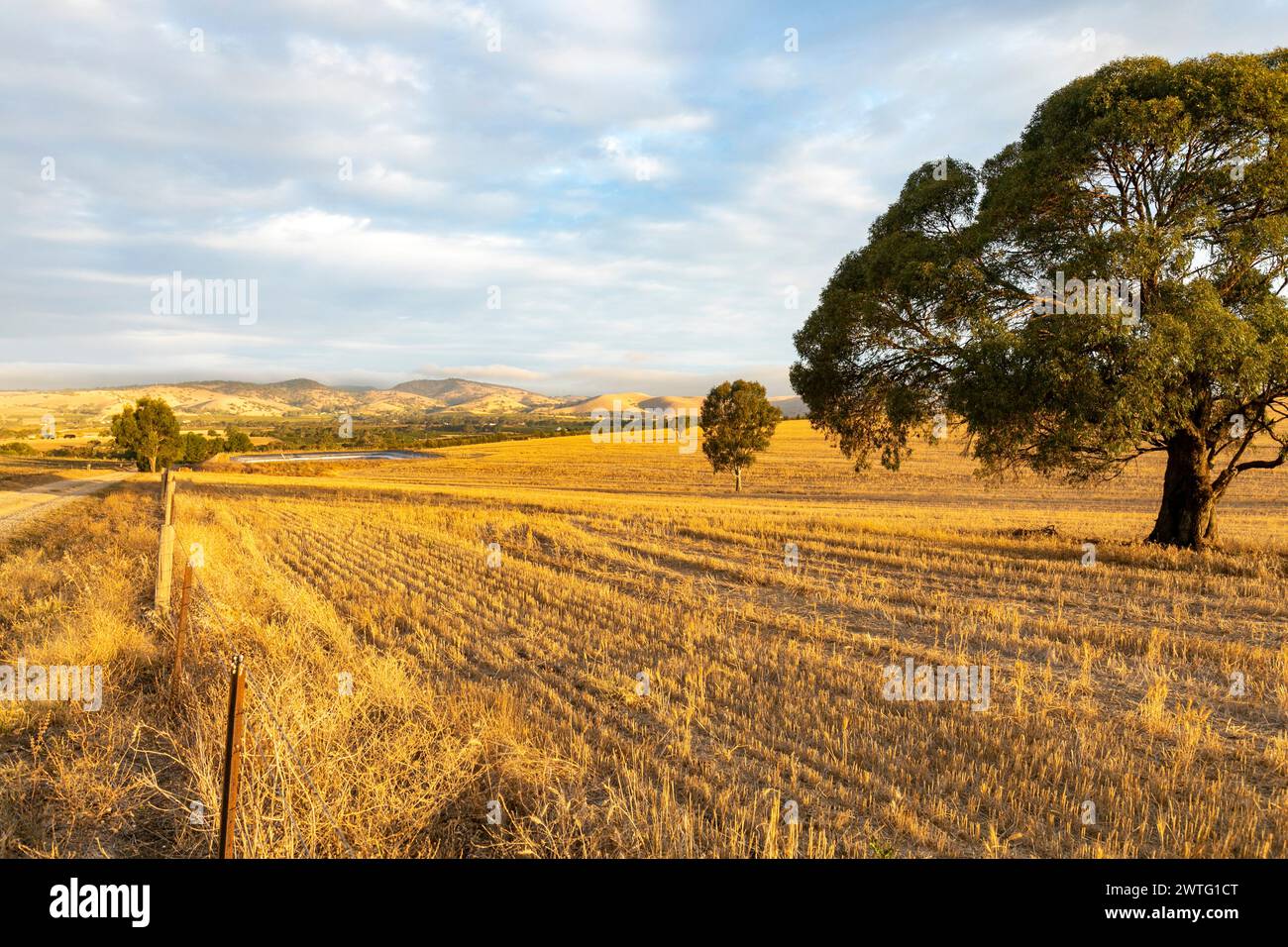 South Australian landscape, dry wheat fields in the Barossa Valley near ...