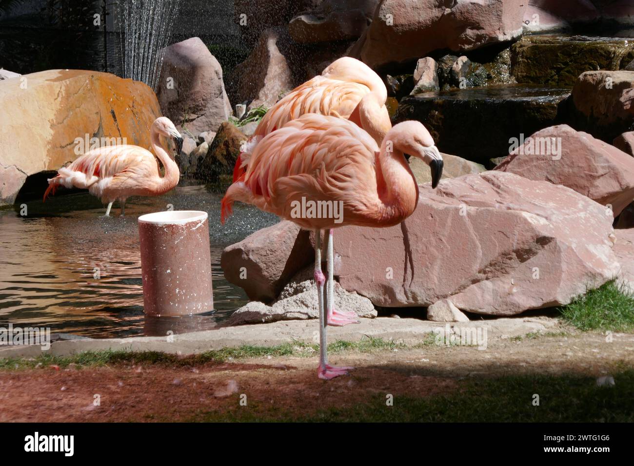 Las Vegas, Nevada, USA 8th March 2024 Flamingos in Wildlife Habitat at ...
