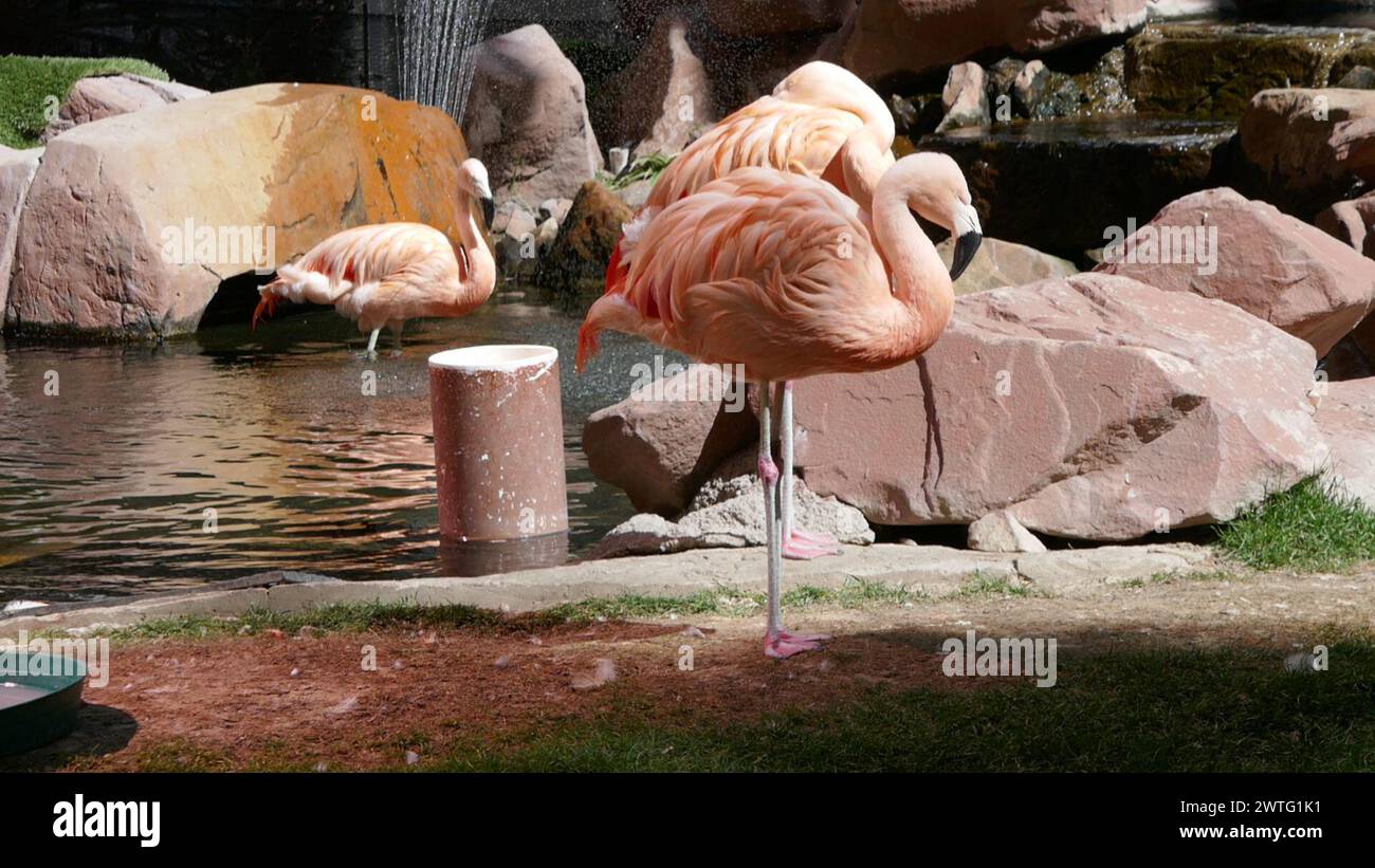 Las Vegas, Nevada, USA 8th March 2024 Flamingos in Wildlife Habitat at ...