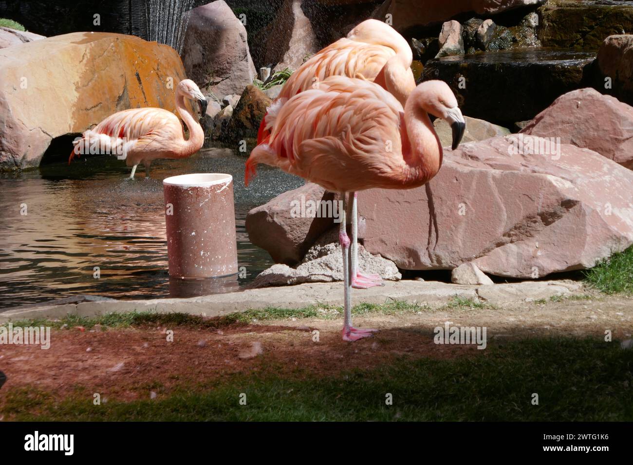 Las Vegas, Nevada, USA 8th March 2024 Flamingos in Wildlife Habitat at ...