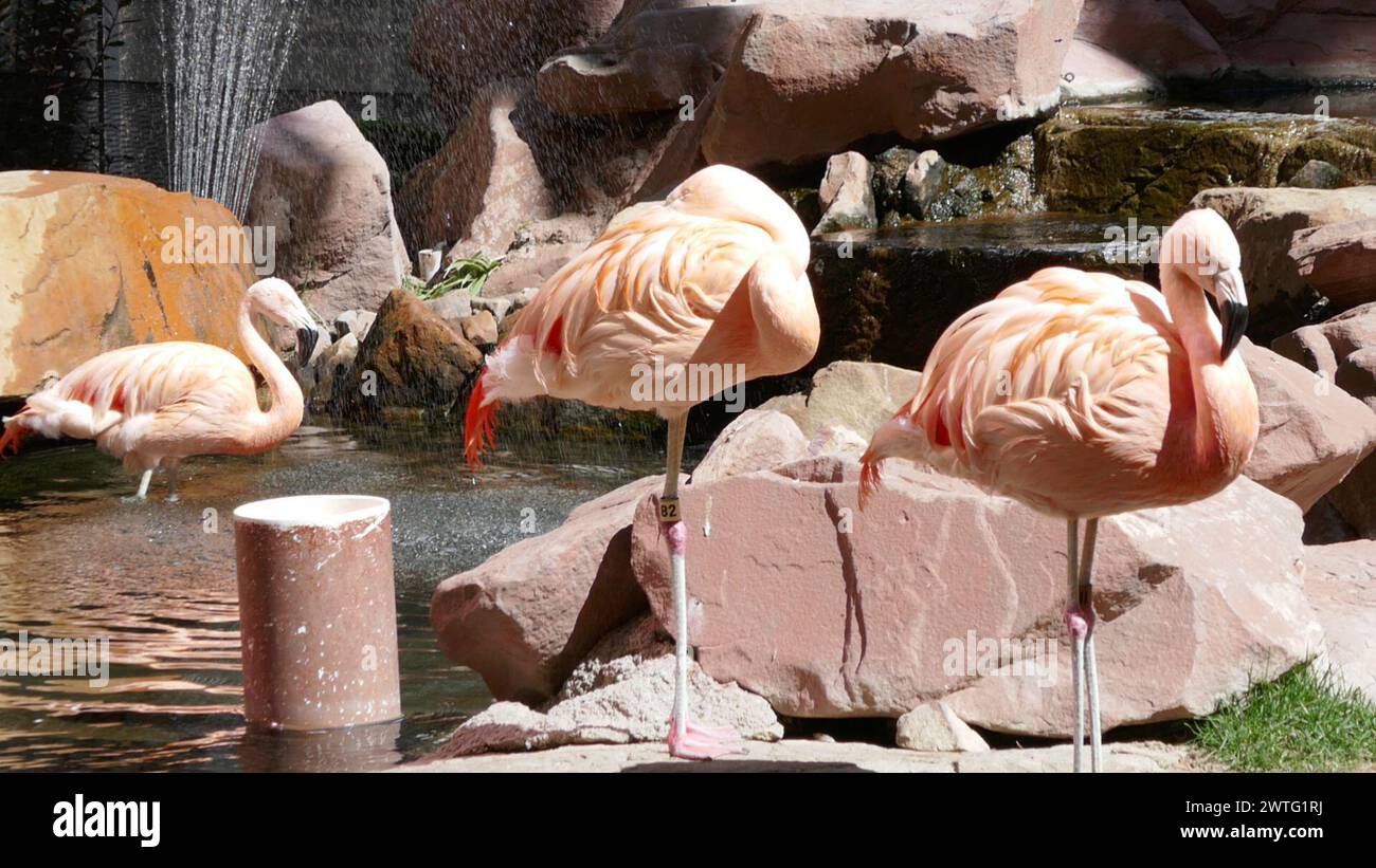 Las Vegas, Nevada, USA 8th March 2024 Flamingos in Wildlife Habitat at ...