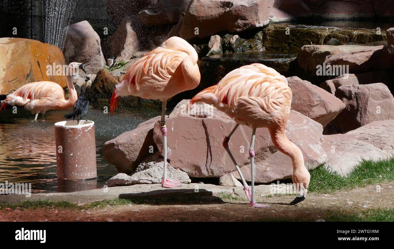 Las Vegas, Nevada, USA 8th March 2024 Flamingos in Wildlife Habitat at ...