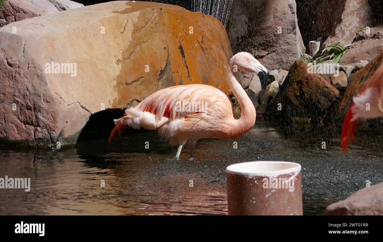 Las Vegas, Nevada, USA 8th March 2024 Flamingos in Wildlife Habitat at ...