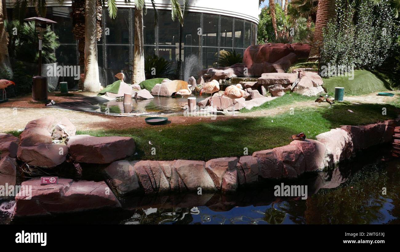 Las Vegas, Nevada, USA 8th March 2024 Flamingos in Wildlife Habitat at ...