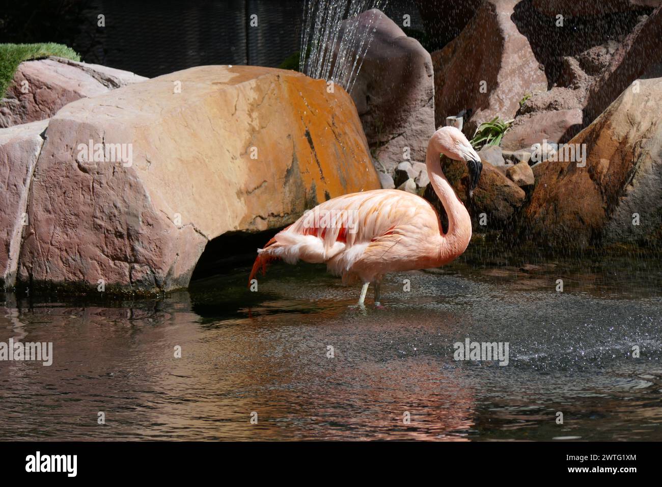 Las Vegas, Nevada, USA 8th March 2024 Flamingo in Wildlife Habitat at ...