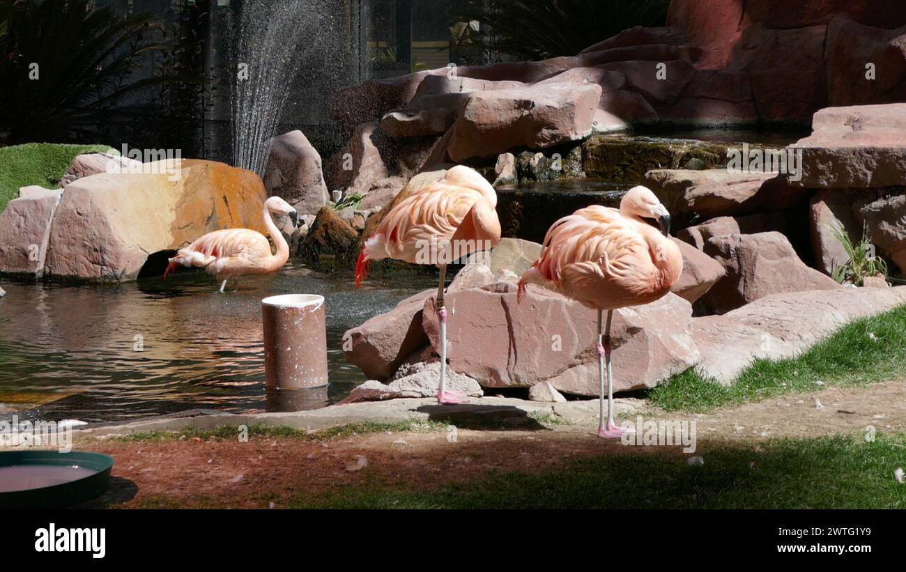 Las Vegas, Nevada, USA 8th March 2024 Flamingos in Wildlife Habitat at ...