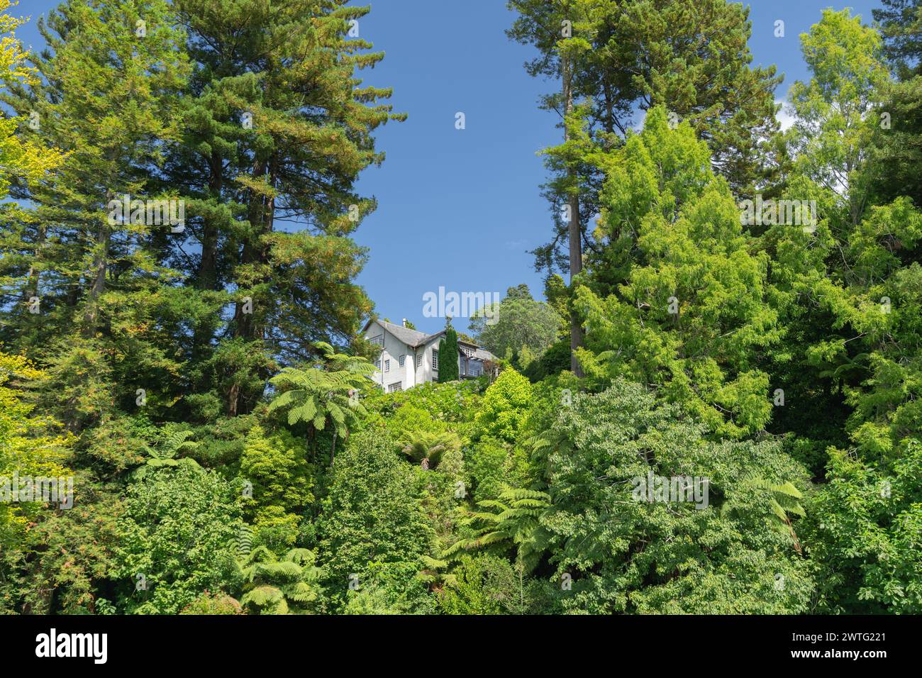 Beautiful luxuriant green trees with house gable and blue sky through ...
