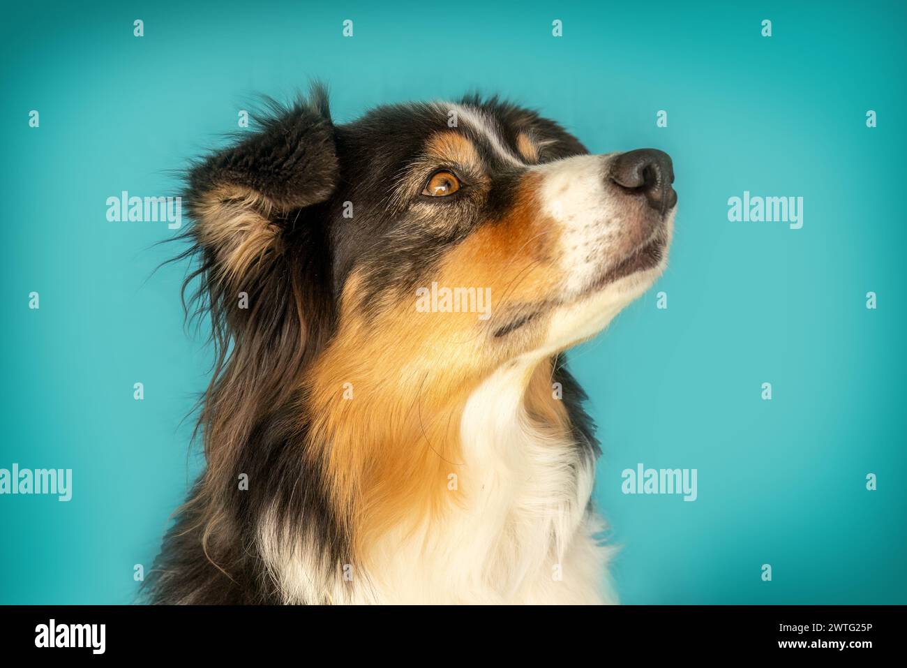 Head portrait of a beautiful australian shepherd dog in front of ...