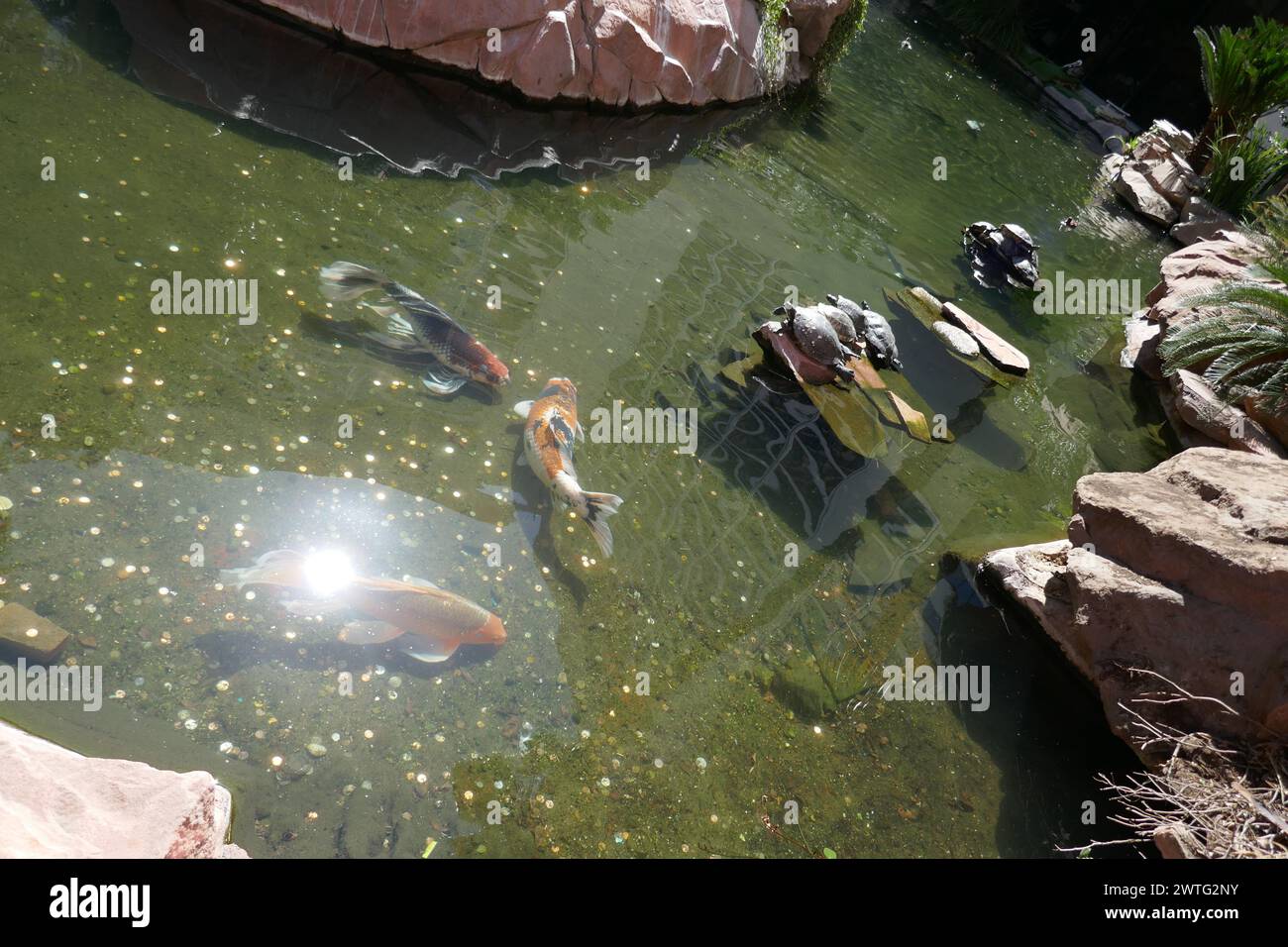 Las Vegas, Nevada, USA 8th March 2024 Koi Fish, Turtles and Ducks in ...