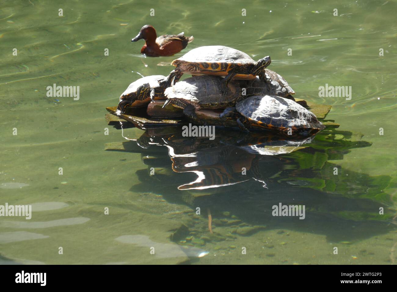 Las Vegas, Nevada, USA 8th March 2024 Duck and Water Turtles in ...