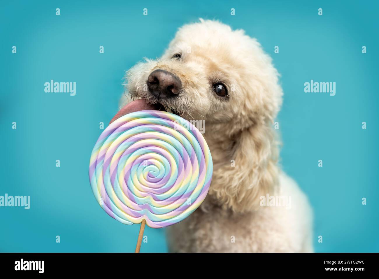 A cute white poodle dog licking at a lollipop lolli in front of ...