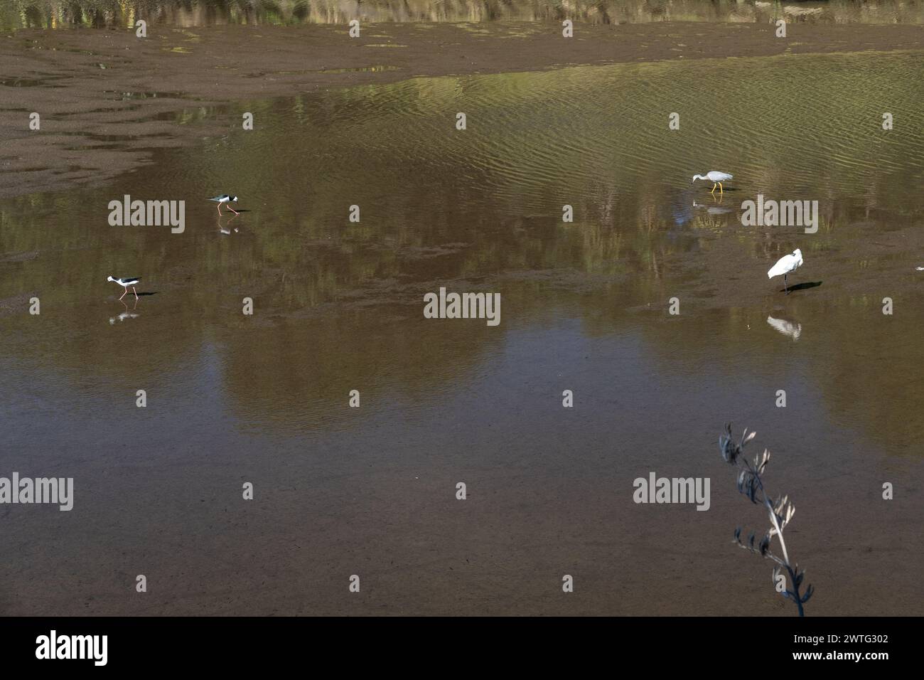 Three species of wader in pond Stock Photo - Alamy