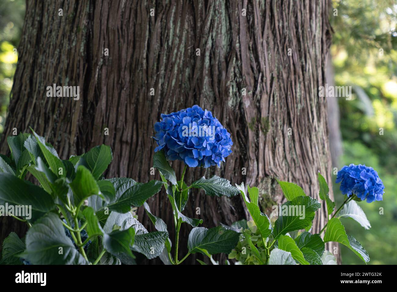 Bright blue hydrangea against texture of redwood bark Stock Photo - Alamy