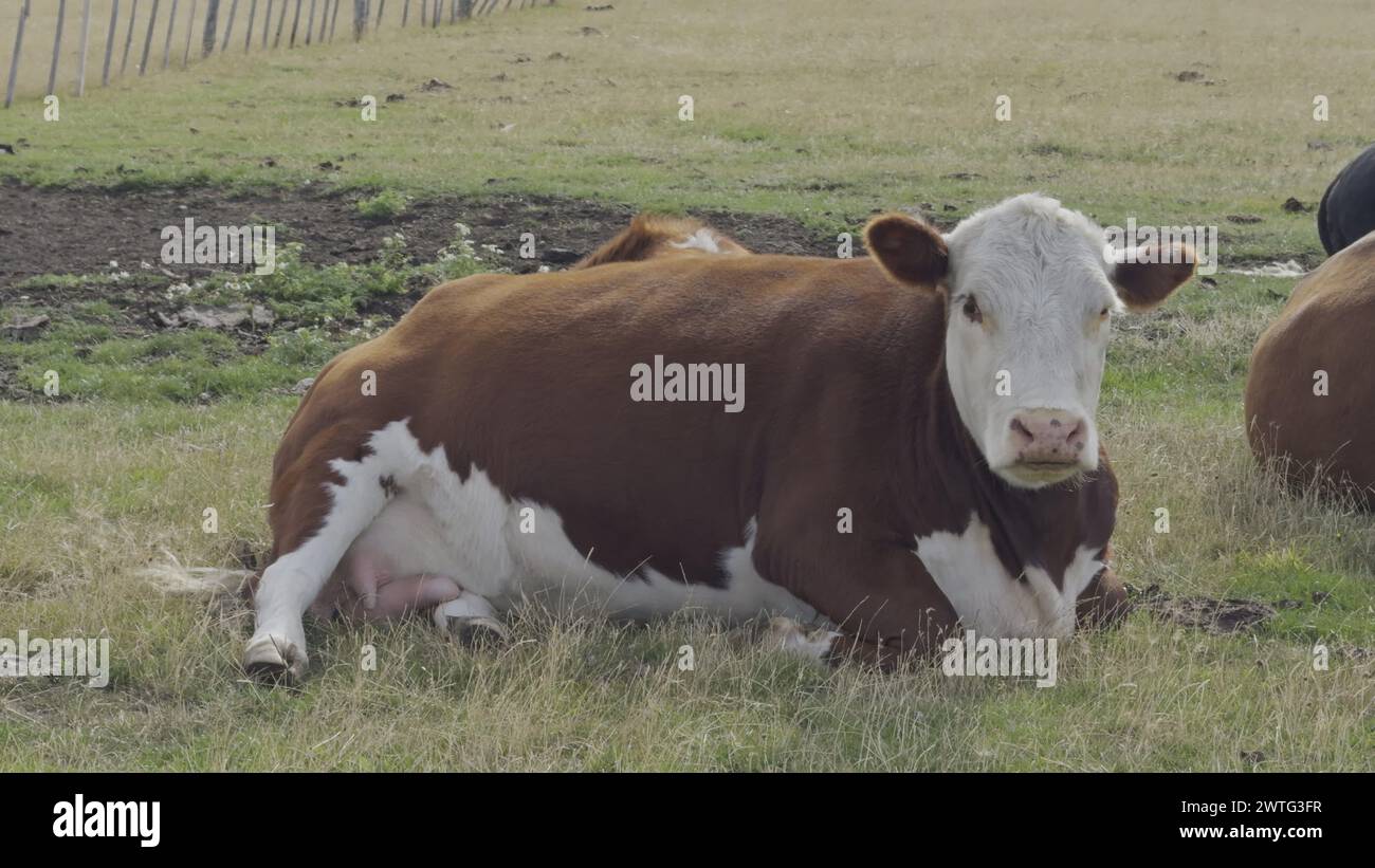 Cow relaxing in farm hi-res stock photography and images - Alamy