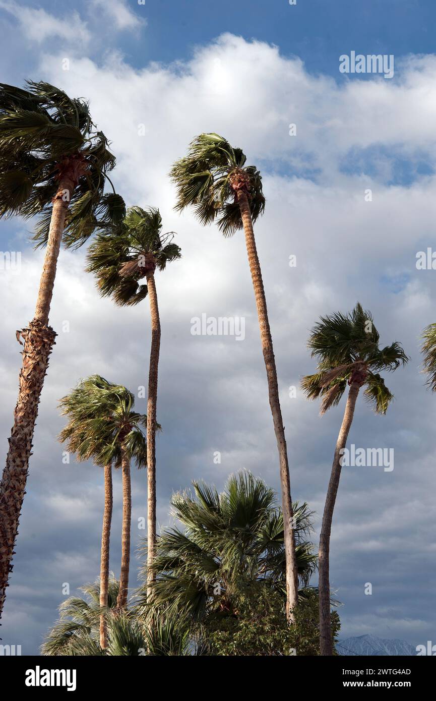Heavy wind in Desert Hot Springs, California Stock Photo - Alamy
