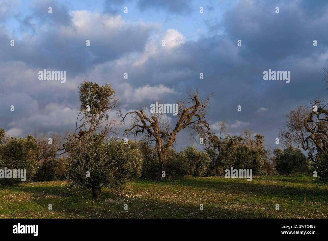 Gallipoli, Italy. 05th Mar, 2024. Damaged olive trees growing in a ...