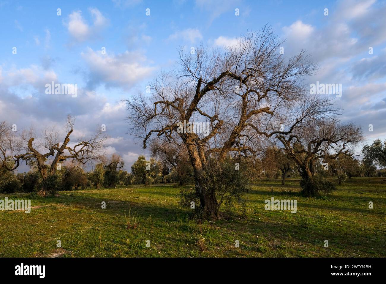 Olive tree damage italy hi-res stock photography and images - Alamy