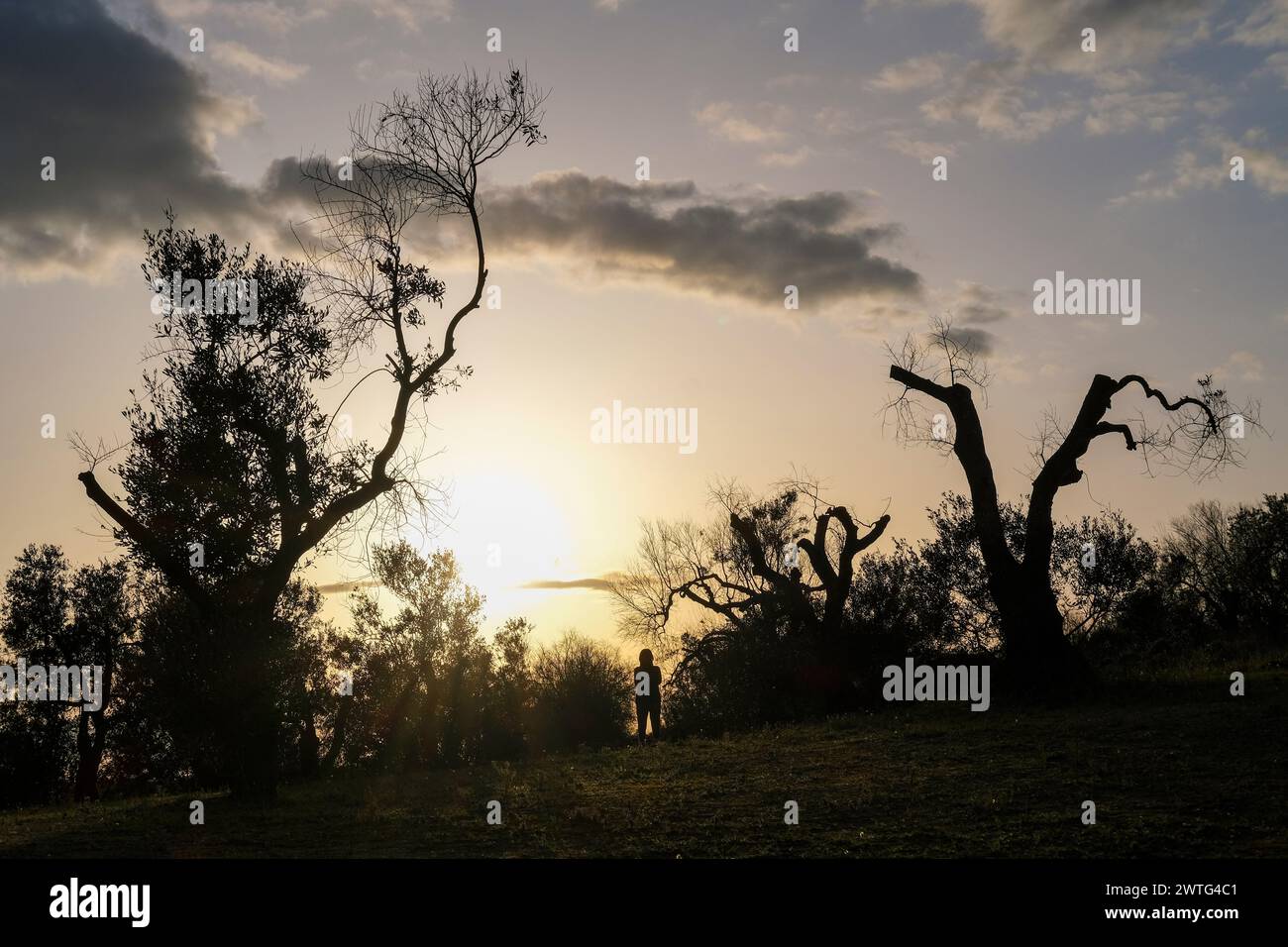 Gallipoli, Italy. 05th Mar, 2024. Damaged olive trees growing in a ...