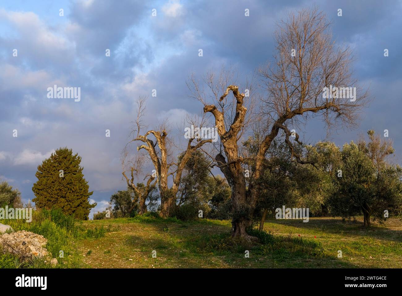 Gallipoli, Italy. 05th Mar, 2024. Damaged olive trees growing in a ...