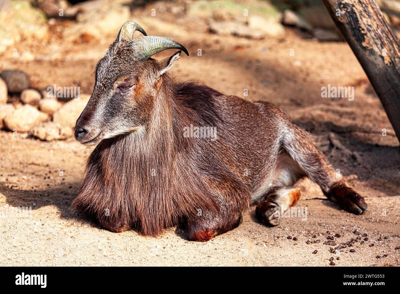Barbary Goat lying on the sand. Capra Pygmaea in wildlife reserve Stock ...