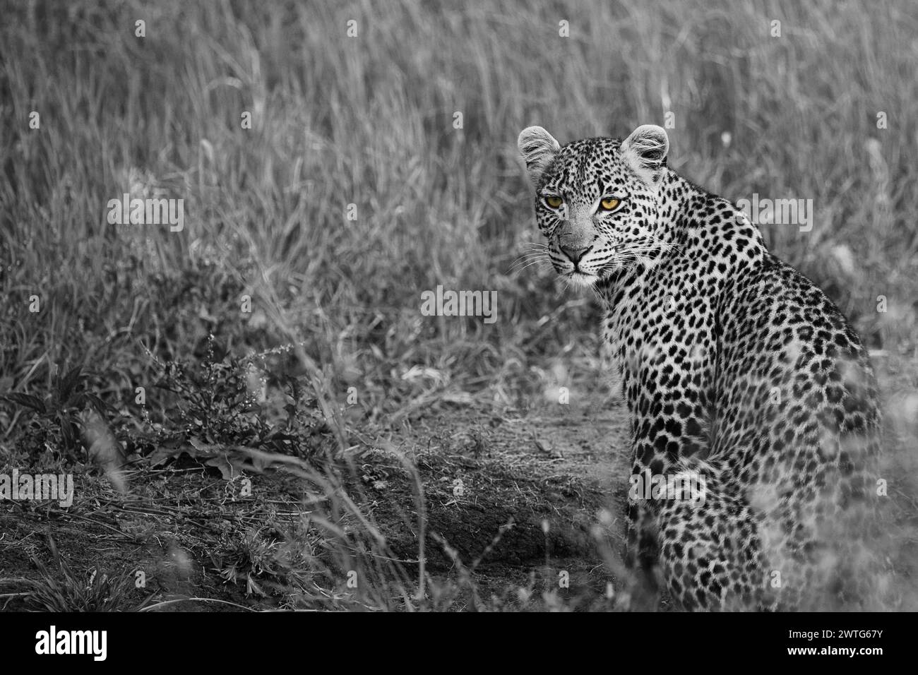 A lone leopard stares off into the distance with a calm yet powerful ...