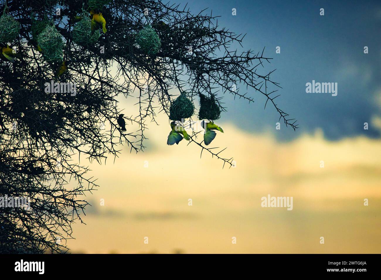 Exotic african bird birds hi-res stock photography and images - Alamy