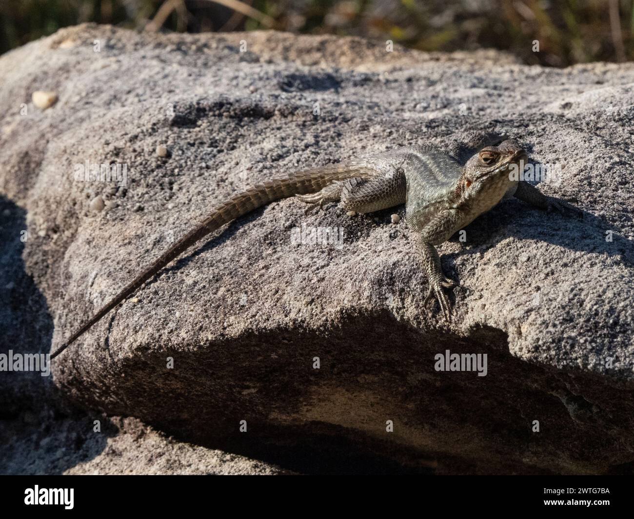 Duméril's Madagascar Swift, Oplurus quadrimaculatus, Le Jardin du Roy ...