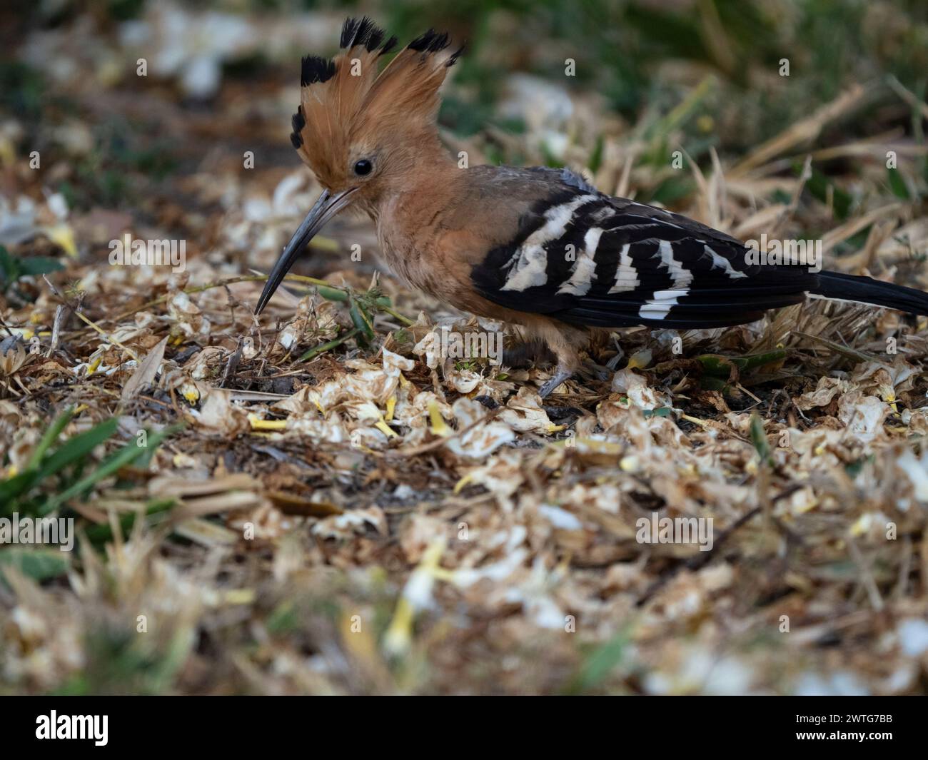 Madagascar hoopoe, Upupa marginata, Le Jardin du Roy, Ranohira ...
