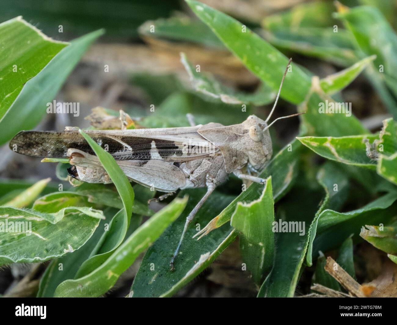 Madagascar grasshopper hi-res stock photography and images - Alamy