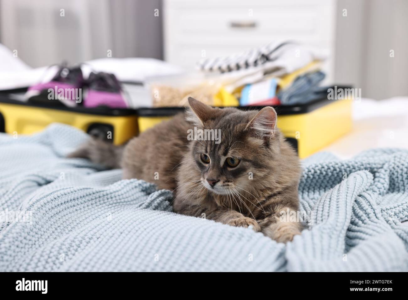 Open suitcase cat hi-res stock photography and images - Alamy