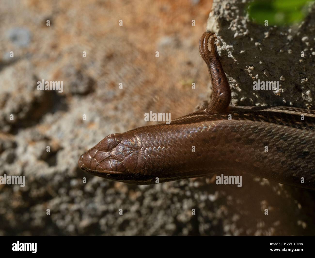 Parque nacional de isalo hi-res stock photography and images - Alamy